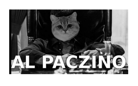 Co ja pacze – nowe powiedzonko podbija świat internetu i nie tylko ...